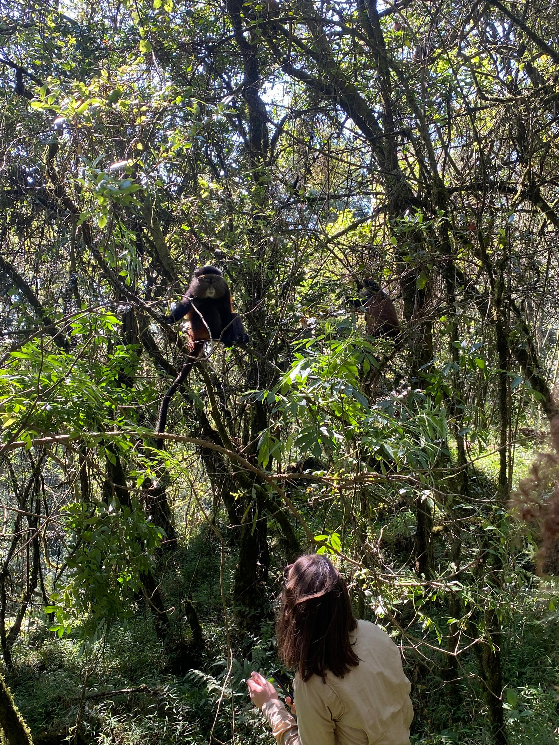 Key Features of Mgahinga Gorilla National Park – Mapenzi Gorilla Tours